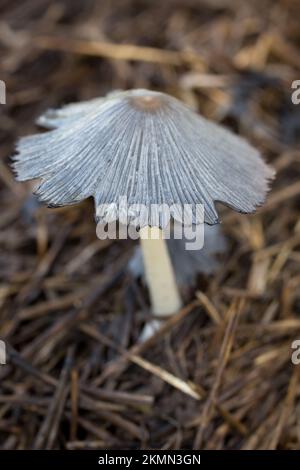 A pleated ink cap mushroom, Parasola plicatilis, under mixed conifers ...