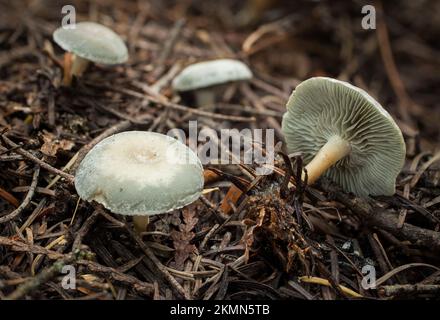 Aniseed toadstools, Clitocybe odora, emanating from the forest floor ...