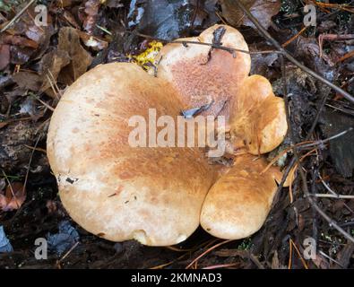 Velvet rim roll mushrooms, Tapinella atrotomentosa, growing on a the ...