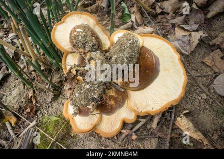 Velvet rim roll mushrooms, Tapinella atrotomentosa, growing on a the ...