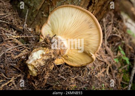 The gills and stem of velvet rim roll mushrooms, Tapinella ...