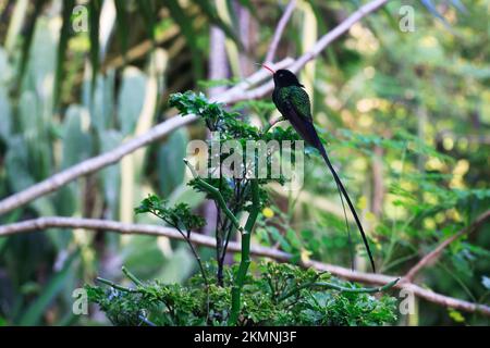 A Doctor Bird or Wimpelschwanz (Trochilus polytmus), Hummingbird ...
