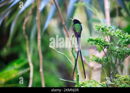 A Doctor Bird or Wimpelschwanz (Trochilus polytmus), Hummingbird ...