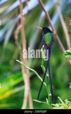 A Doctor Bird or Wimpelschwanz (Trochilus polytmus), Hummingbird ...