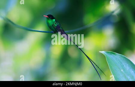 A Doctor Bird or Wimpelschwanz (Trochilus polytmus), Hummingbird ...