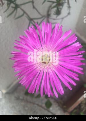 lampranthus multiradiatus. sunbeams blooming in the garden Stock Photo ...