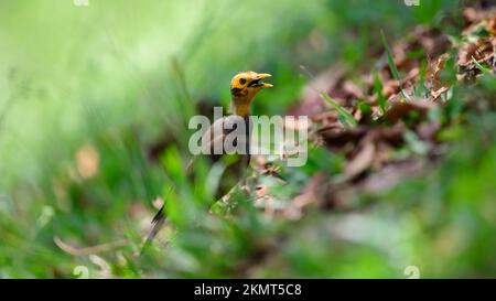 Bird illness, dying myna bird on the ground, feather fell out on the ...