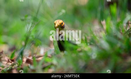 Bird illness, dying myna bird on the ground, feather fell out on the ...