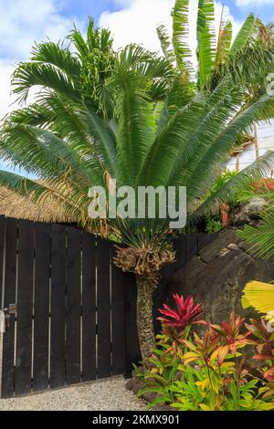 Australian native CYCAD plant - Zamiaceae - Macrozamia Moorei ...