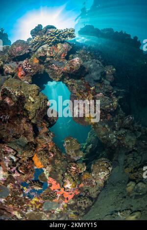 Corals growing on World war 2 wrecks in the coral triangle Stock Photo ...
