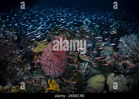 Ultimate biodiversity of the Indo pacific with schooling tropical fish ...