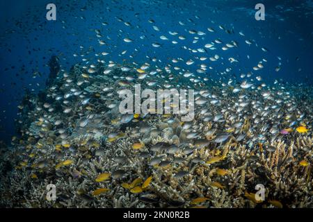 Ultimate biodiversity of the Indo pacific with schooling tropical fish ...