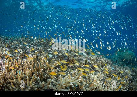Ultimate biodiversity of the Indo pacific with schooling tropical fish ...