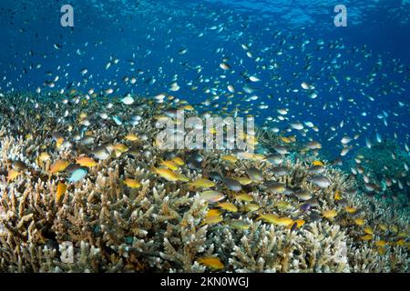 Ultimate biodiversity of the Indo pacific with schooling tropical fish ...