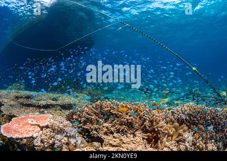 Ultimate biodiversity of the Indo pacific with schooling tropical fish ...