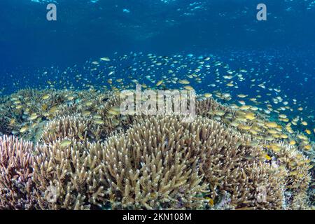 Ultimate biodiversity of the Indo pacific with schooling tropical fish ...