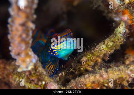 Rainbow coloured topical marine fish - mandarinfish mating above coral ...