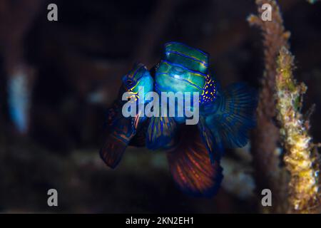 Rainbow coloured topical marine fish - mandarinfish mating above coral ...