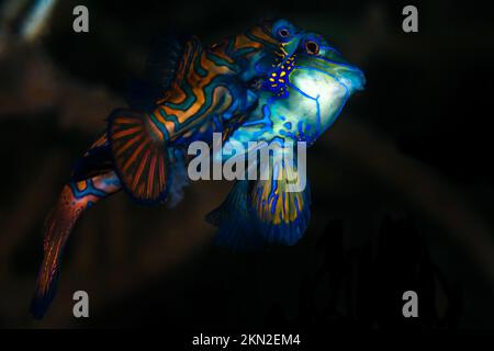 Rainbow coloured topical marine fish - mandarinfish mating above coral ...