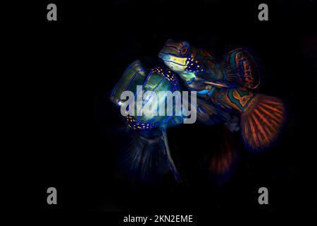 Rainbow coloured topical marine fish - mandarinfish mating above coral ...