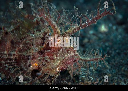 The cryptic Ambon Scorpionfish - Pteroidichthys amboinensis Stock Photo ...