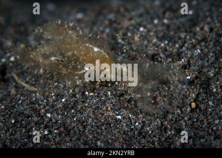 Ghost melibe nudibranch on sandy bottom camouflaged cryptic nudibranch ...