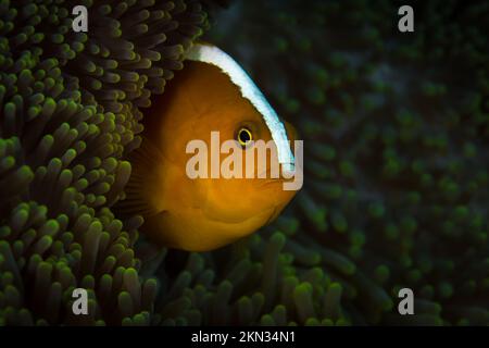 Pink skunk clownfish - swimming above anemone on coral reef Anemonefish ...