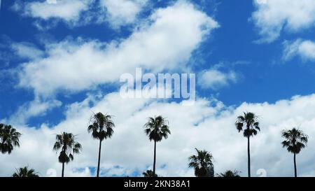 A line of mature palms under a hot day sky in Milson Park, Kirribilli ...