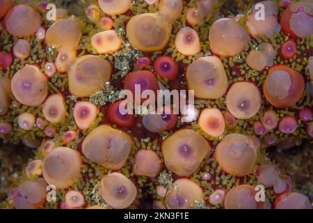 Close up detail of the scales of a seastar - starfish belly Stock Photo ...