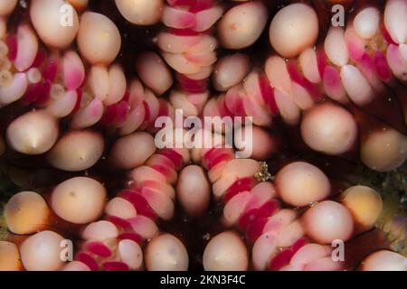 Close up detail of the scales of a seastar - starfish belly Stock Photo ...