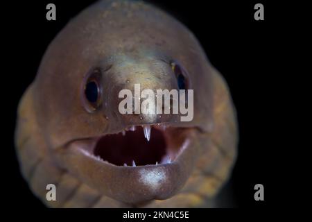 Brown moray eel showing off its teeth as it stretched its jaw Stock ...