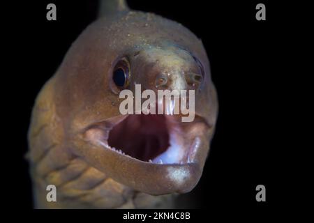 Brown moray eel showing off its teeth as it stretched its jaw Stock ...