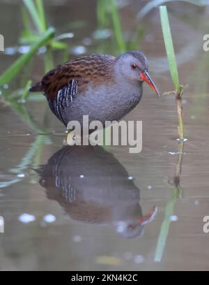 Lovely close views of the secretive Water Rail from the Willow Hide at ...