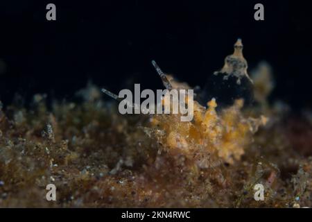 Colorful nudibranch sea slug crawling above coral reef in Indonesia ...