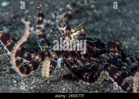 Mimic octopus at the base of coral reef in the Lembeh Strait ...