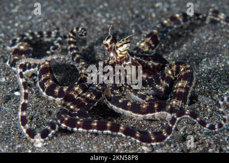 Mimic octopus at the base of coral reef in the Lembeh Strait ...