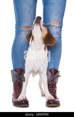 Adult beagle dog between human legs isolated on white background Stock ...