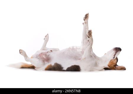 Adult beagle dog isolated on white background Stock Photo - Alamy