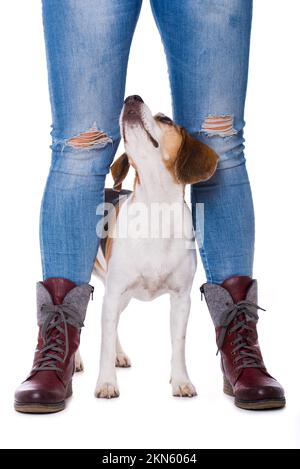 Adult beagle dog between human legs isolated on white background Stock ...