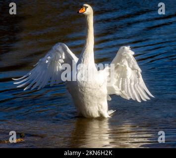 Swan having a clean Stock Photo - Alamy