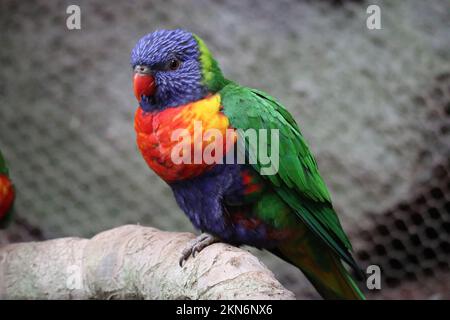 A closeup of a rainbow colored Loriini parrot Stock Photo - Alamy