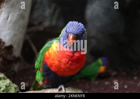 A closeup of a rainbow colored Loriini parrot Stock Photo - Alamy