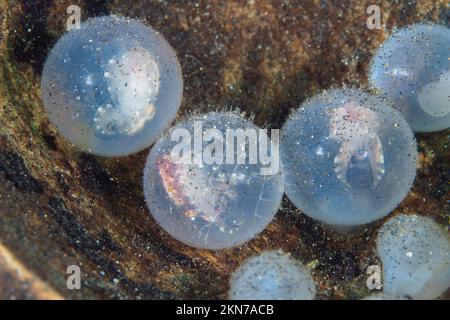 Baby flamboyant cuttle fish in eggs being born Stock Photo - Alamy