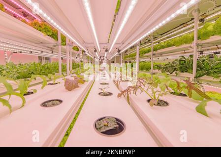 Hydroponic growing room producing a range of vegetables, in an area the ...