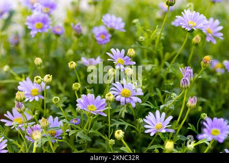 A close-up shot of purple Brachyscome iberidifolia flowers on a soft ...