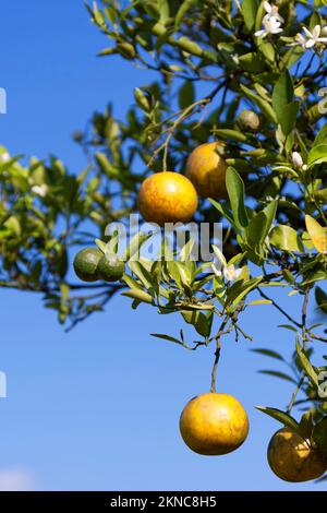 Orange tree ,Citrus sinensis, public ground, Thailand Stock Photo - Alamy