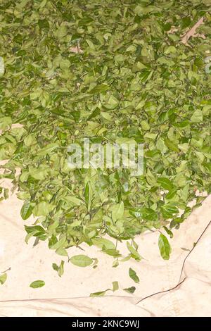 Freshly picked tea leaves, Thailand Stock Photo - Alamy