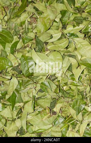 Freshly picked tea leaves, Thailand Stock Photo - Alamy