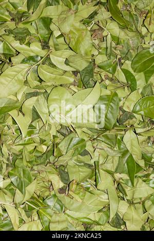 Freshly picked tea leaves, Thailand Stock Photo - Alamy