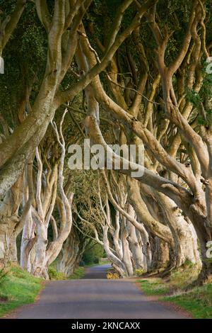 mystic, spooky avenue of Dark Hedges County Antrim in Northern Ireland ...